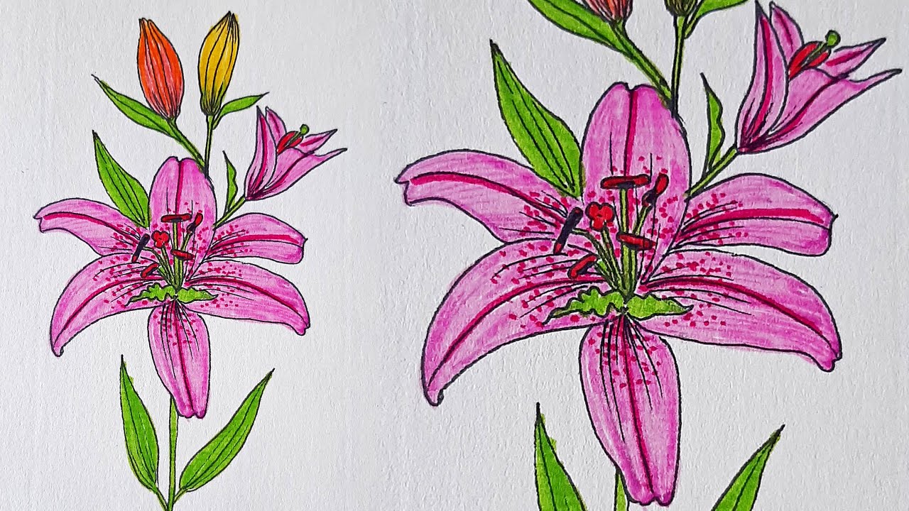 How to draw Lily Flower - YouTube