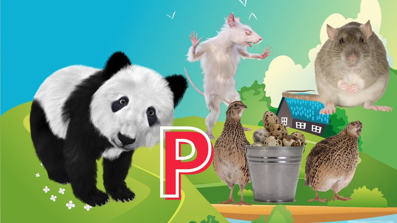 Domestic farm animals Sounds Letter Writing in English Dance With ...