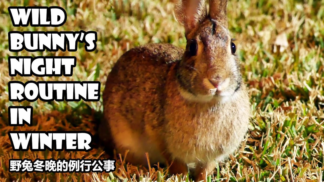 Wild bunny's night routine in winter - YouTube