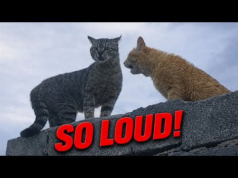 Two Cats Fighting Loudly on the Rooftop!