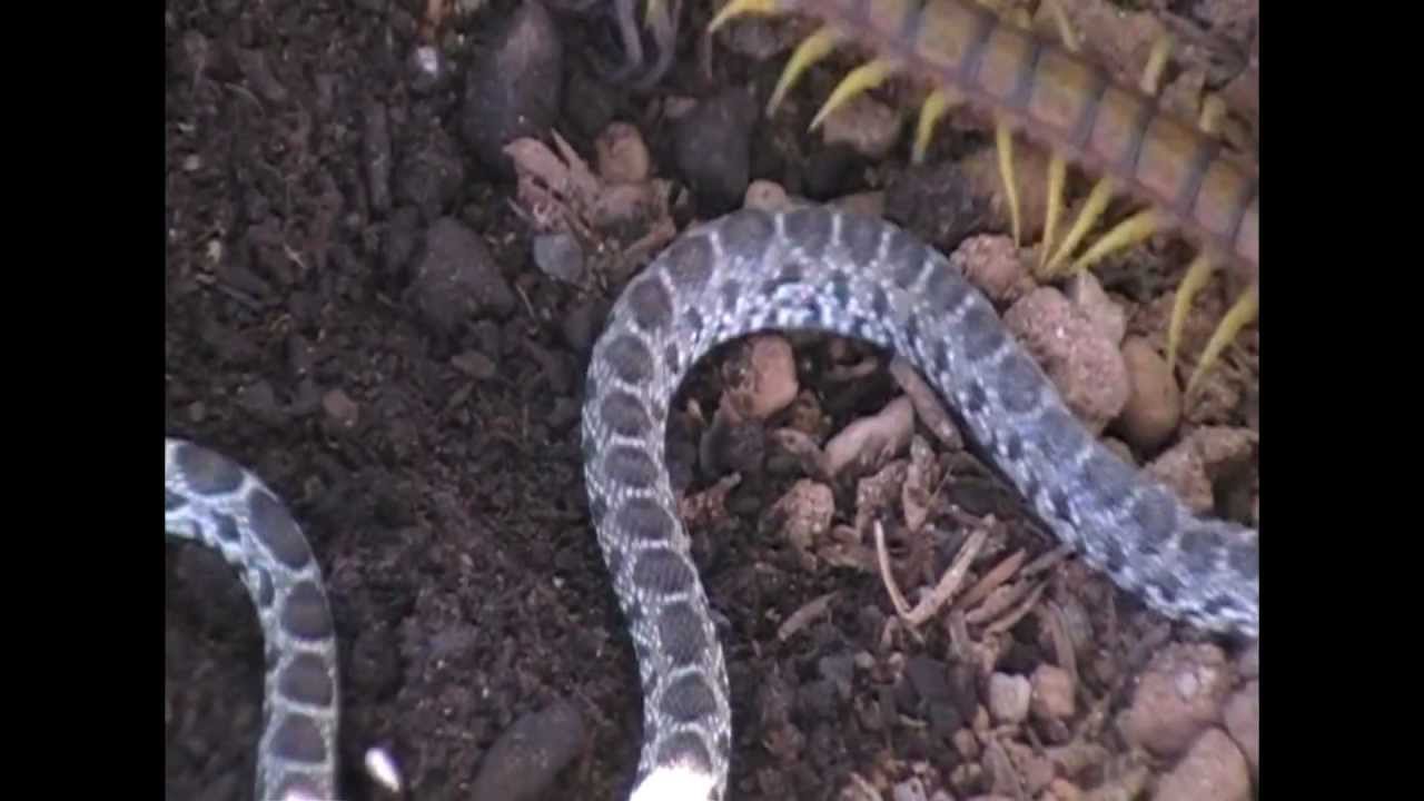Snake vs Centipede Fight - YouTube