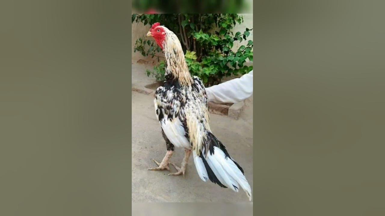 Dangerous Aseel murga ..long tail.. beautiful birds#aseel #reels # ...