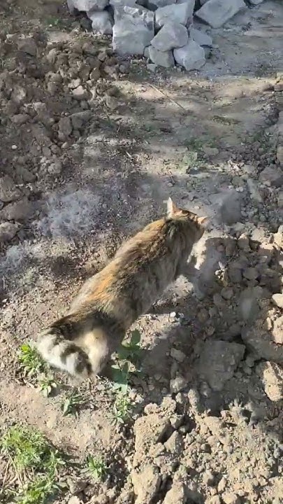 кошка мулька Cat " mulka" #shorts #cat - YouTube