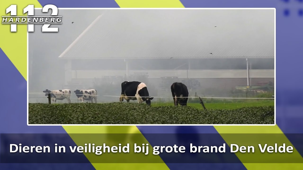 Dieren in veiligheid bij grote brand Den Velde - YouTube