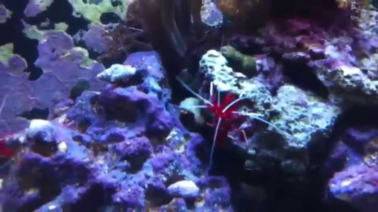 Aquatic Critter Mini Reef seahorse tank - YouTube
