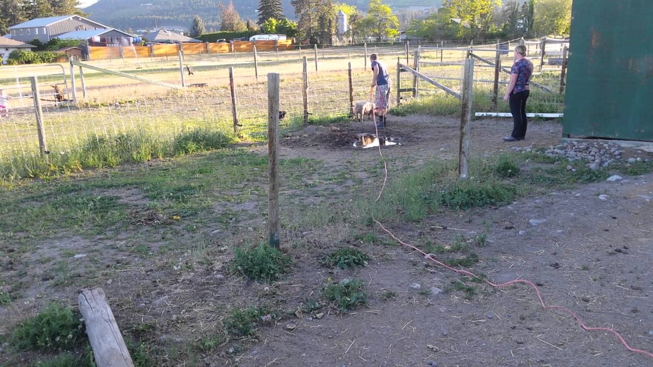 Giving our pig a shot for de worming. - YouTube