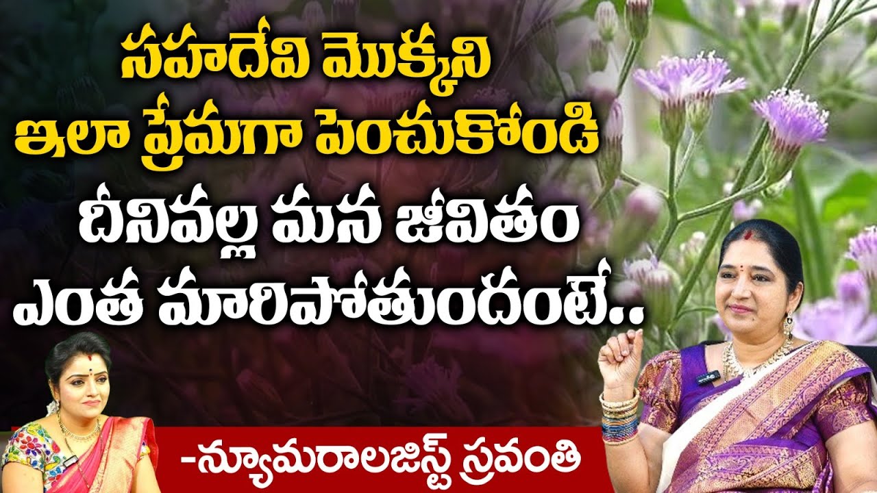 Benefits Of Sahadevi Plant | Astrologist Sravanthi | Pooja Phalam - YouTube