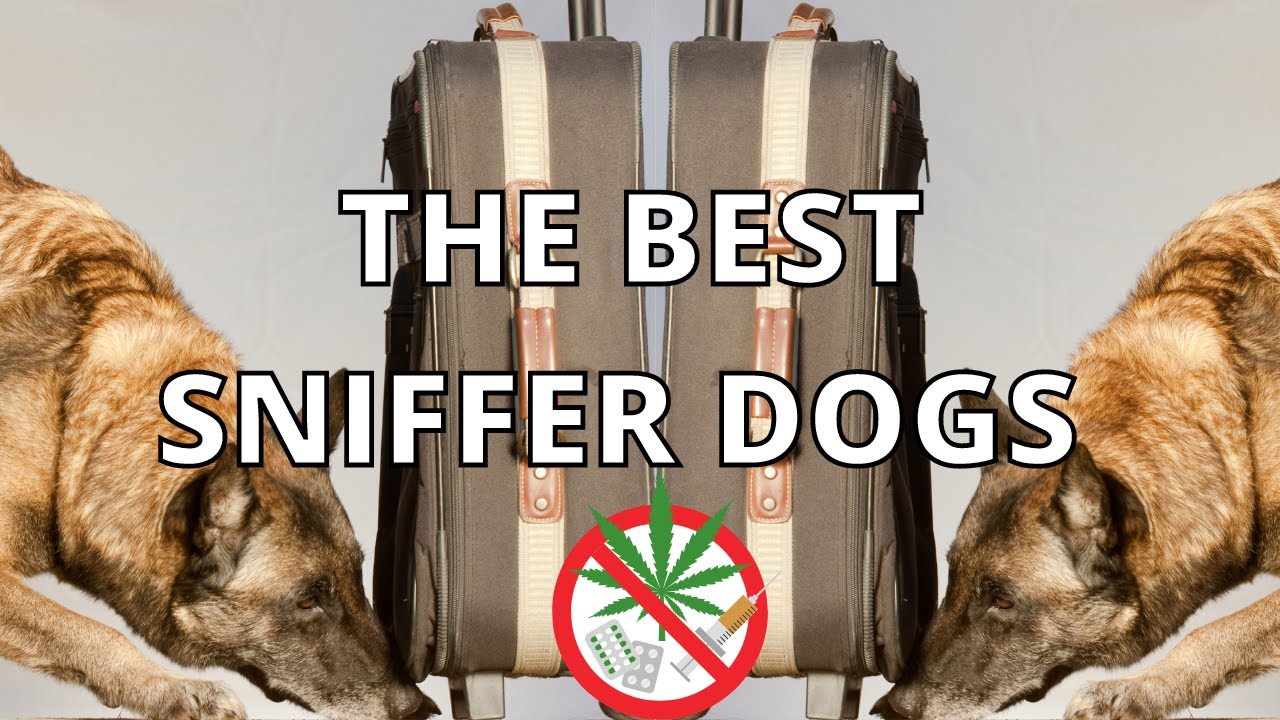 THE 10 BEST SNIFFER DOGS - YouTube