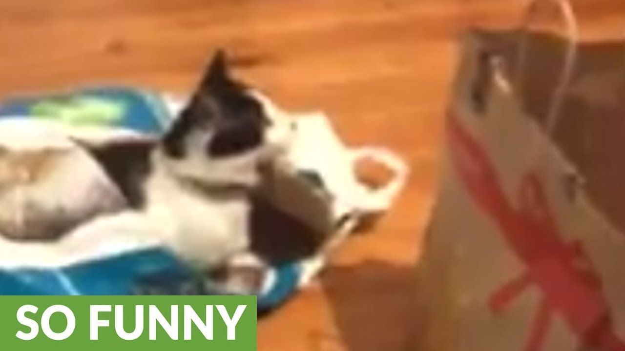 Goofy cat jumps into empty paper bag - YouTube