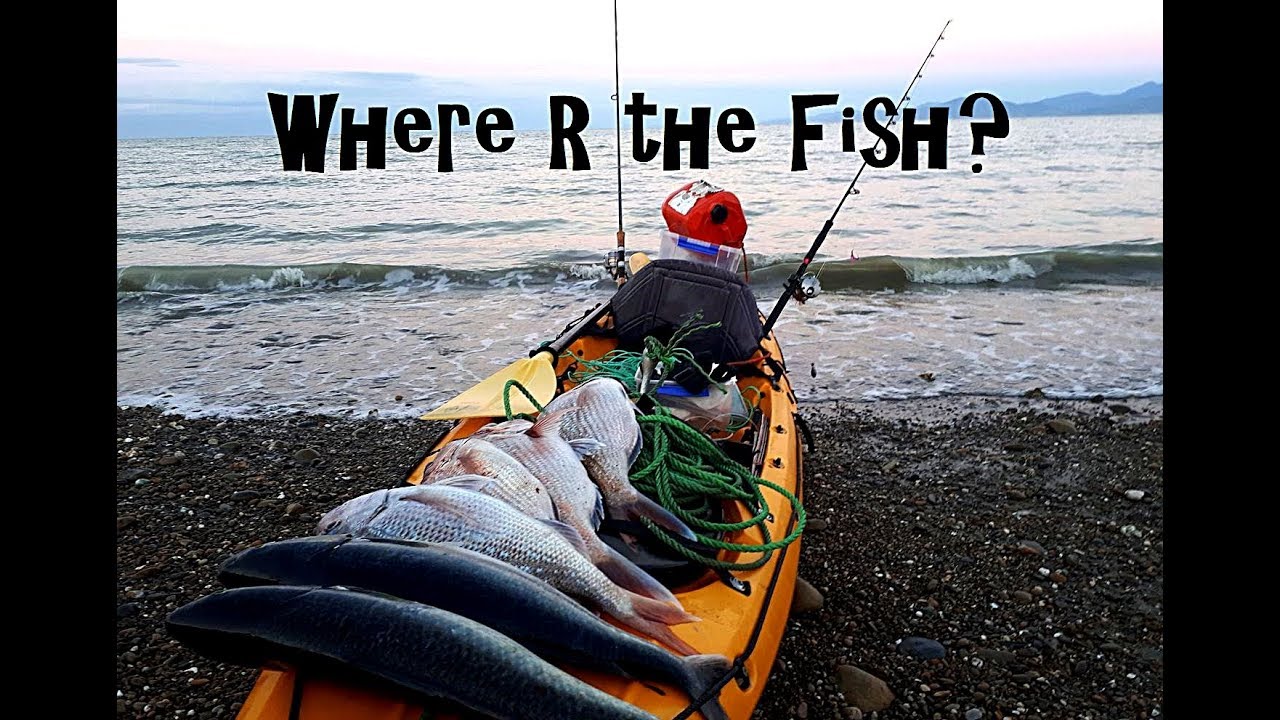 Where are the fish? - YouTube