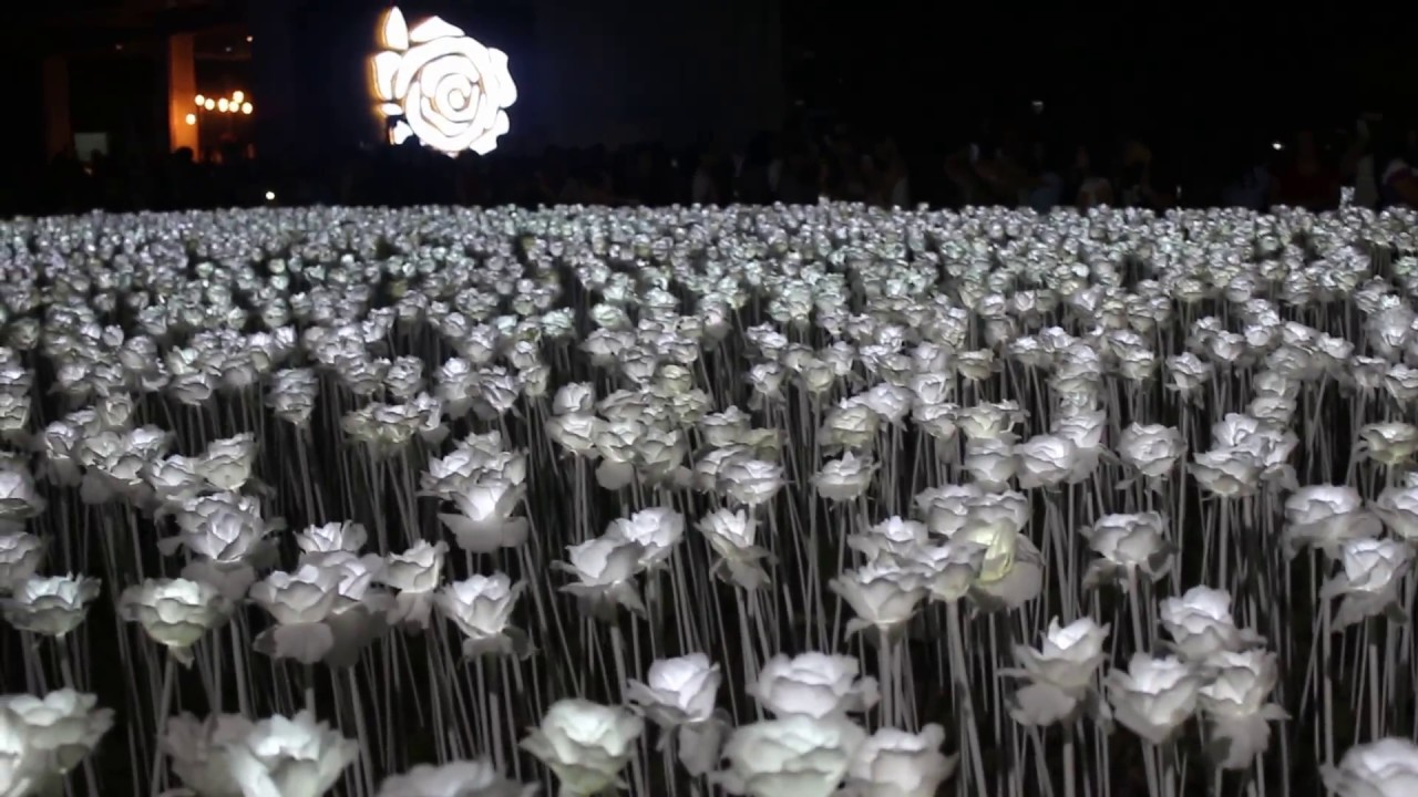10000 white roses in Cebu ! #teaser - YouTube