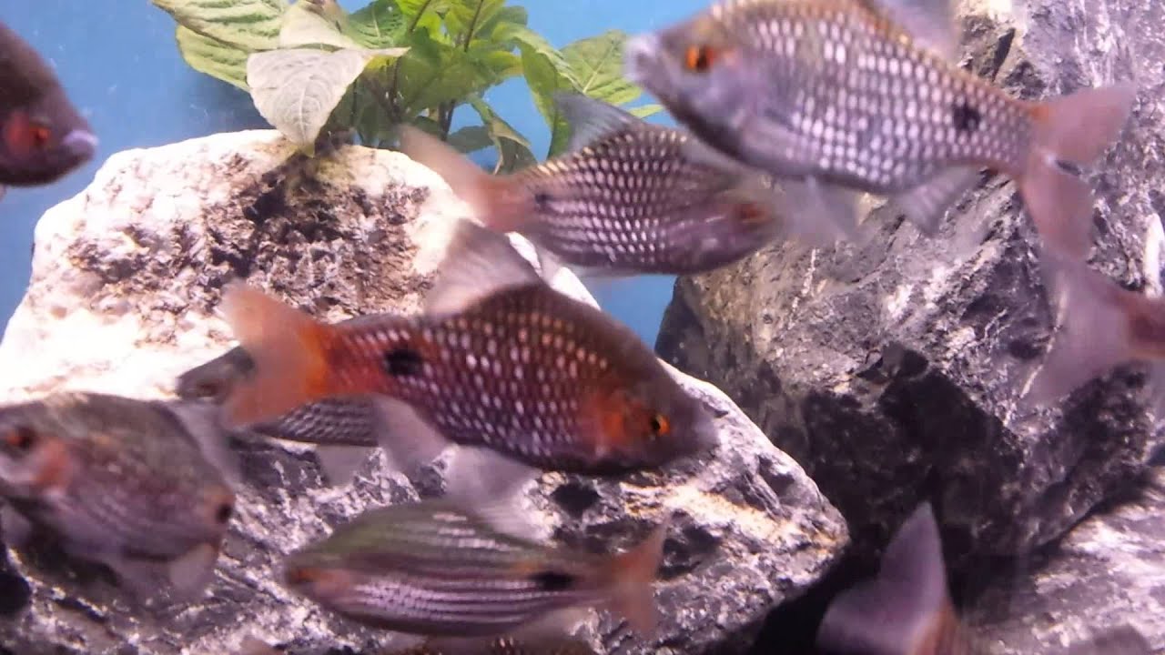 Pethia conchonius (wild) bij Aquarium Speciaalzaak Utaka - YouTube