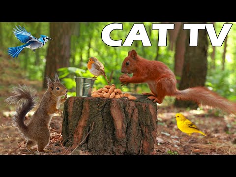 KEDİ VE KÖPEK TV 🐶😸 Kedileri Eğlendirmek İçin Sincap Ve Kuş Videosu 🐿🦜 Kedinizi Rahatlatın, Stres...