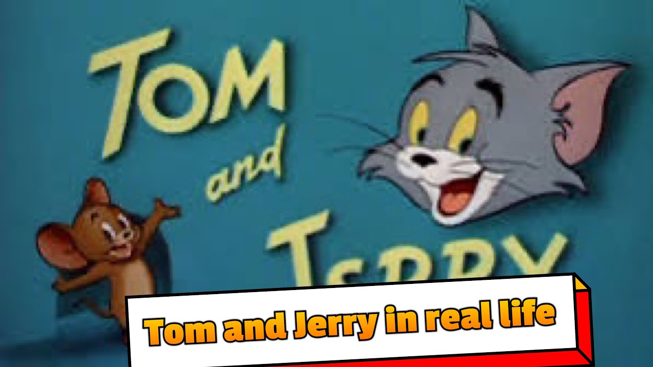 Tom and Jerry in real life!! - YouTube