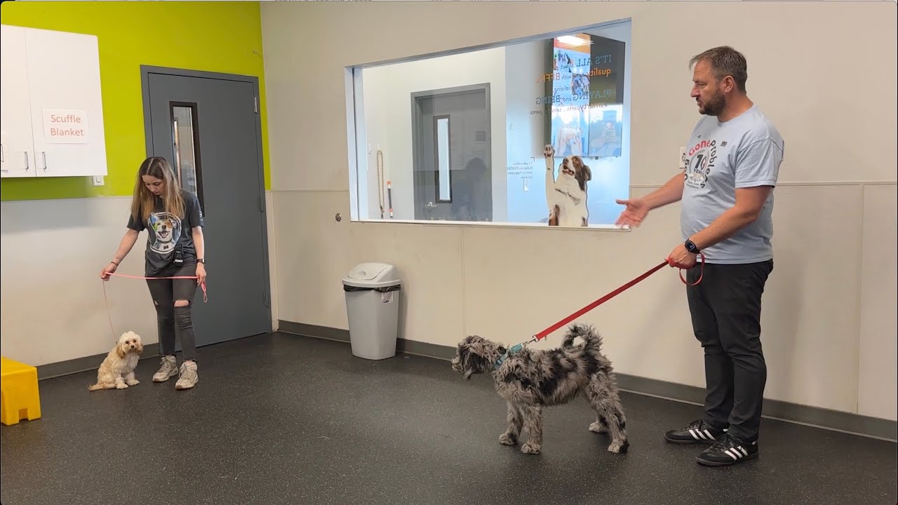 Puppy Playdate Introductions - YouTube