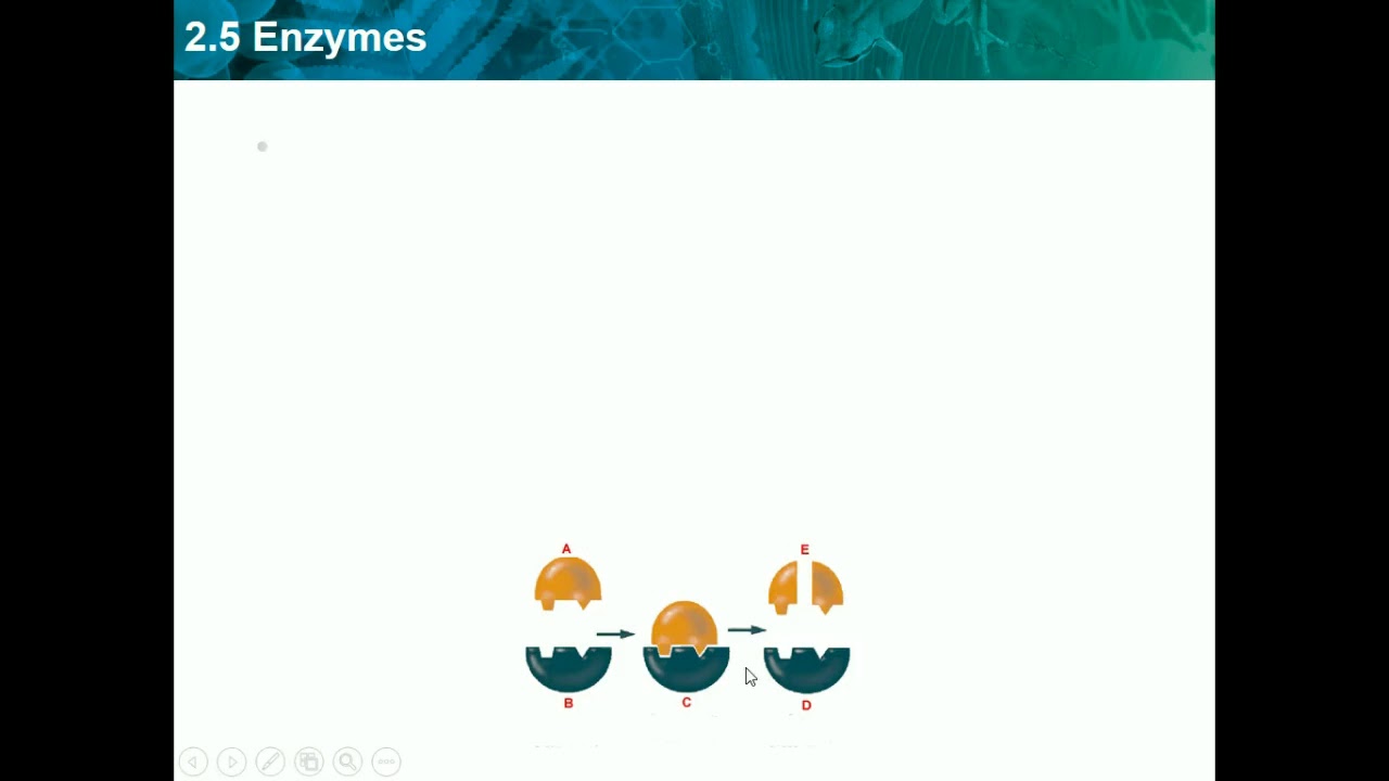 Biology CH 2.5 - Enzymes - YouTube