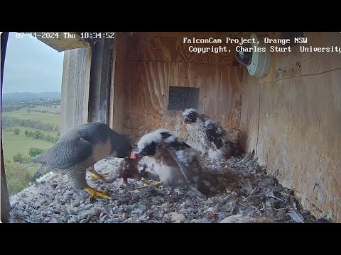 FalconCam Project CSU Orange -Xavier ze szpakiem, Diamond karmi Garrama ...