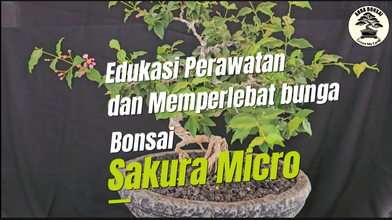 Perawatan Bonsai Sakura Micro #sakuramicro - YouTube