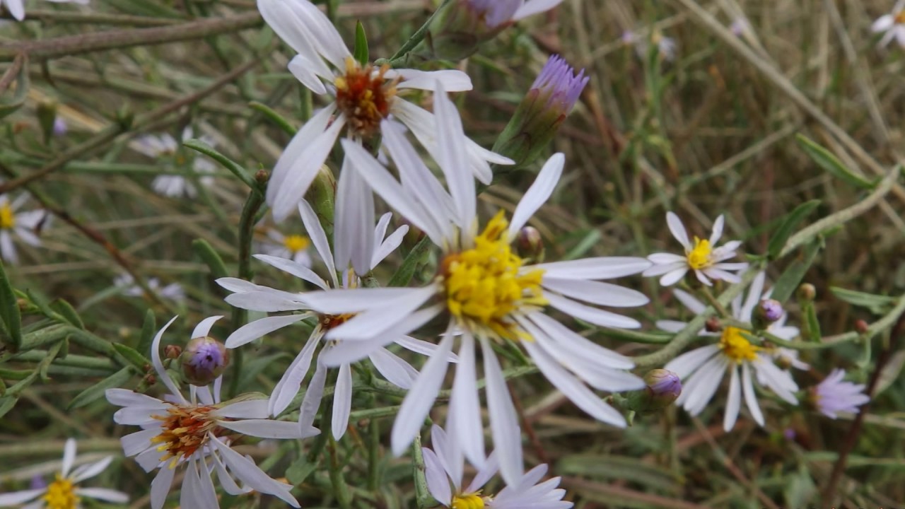 Tripolium pannonicum, called sea aster or seashore aster Aster ...