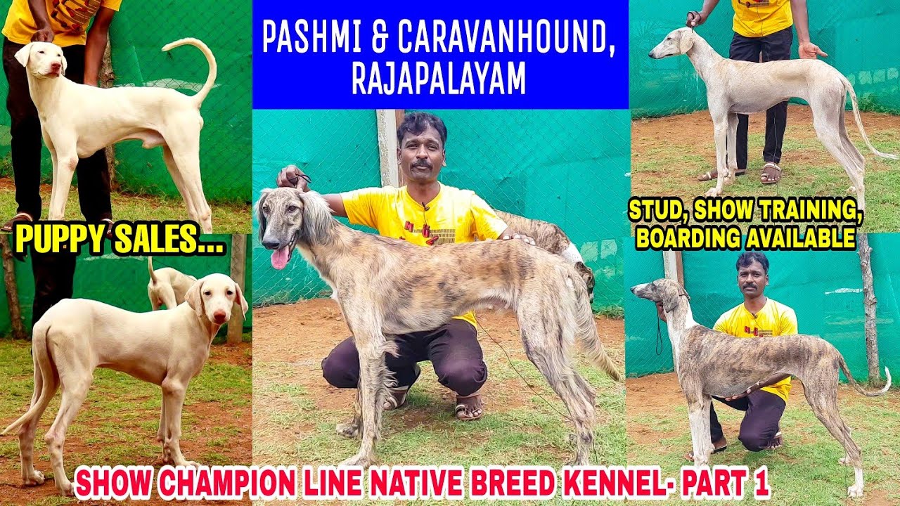 Subhiksha Kennel PART 1- Show Line Champion Dogs-Native Dog Kennel ...