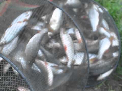 bourriche du 31 octobre 2014 +++72 poissons - YouTube