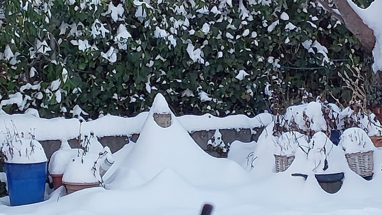 Snow Covered Garden | January 2024 - YouTube