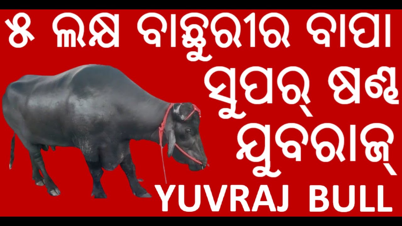 Yuvraj – Super Bull from Haryana | Champion Murrah Buffalo | ଯୁବରାଜ୍ ...