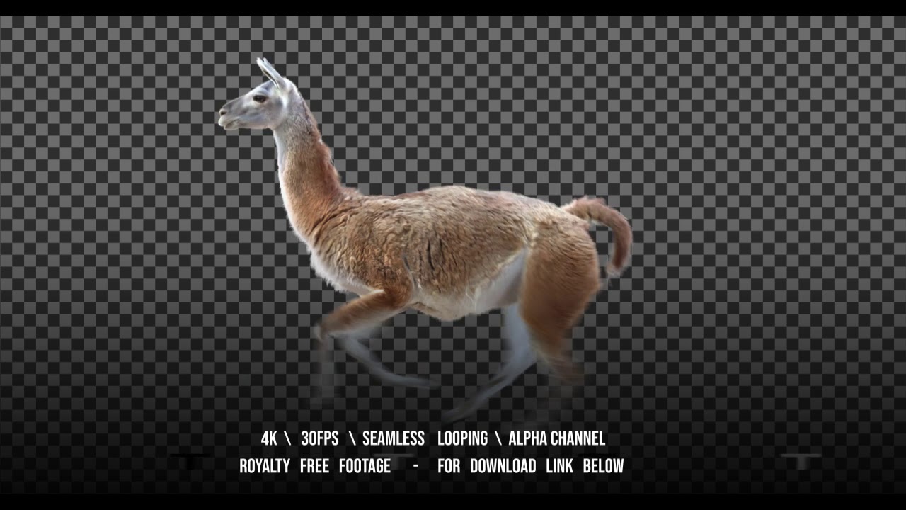 Guanaco running. Isolated and cyclic animation. Alpha channel. - YouTube