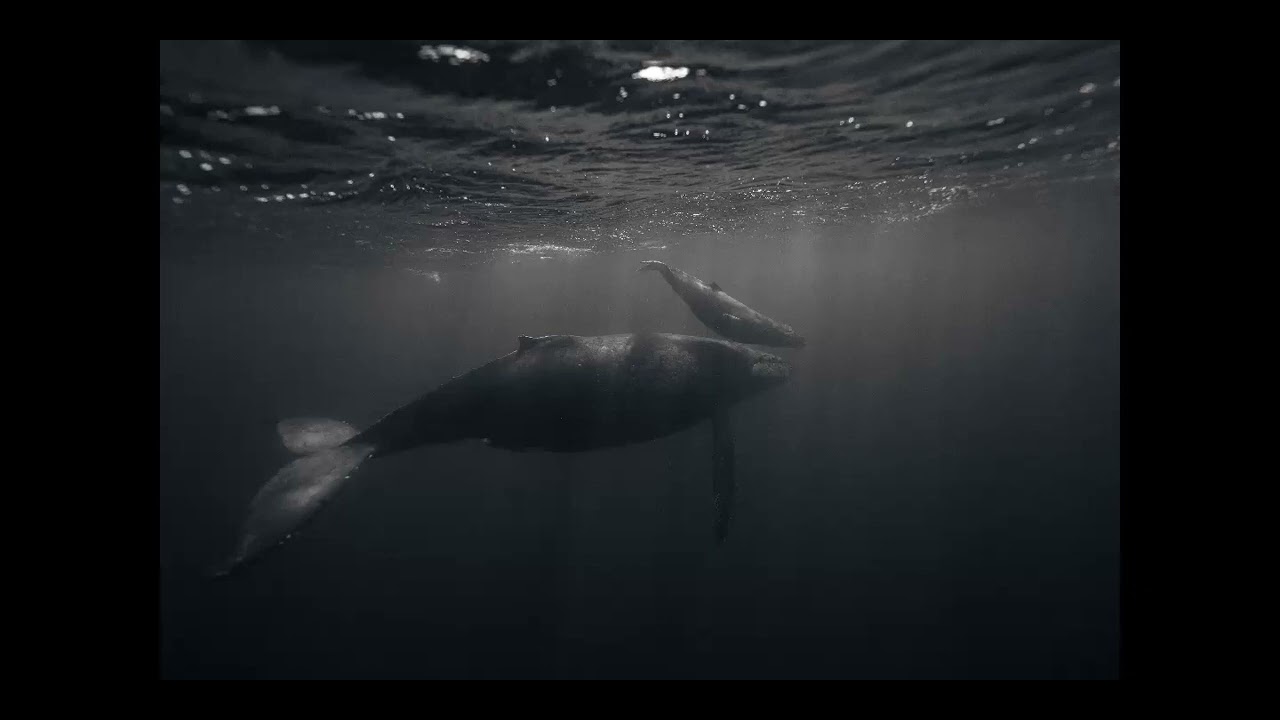Whale Sounds for Sleep, Meditation, Stress Release and Relaxation ...