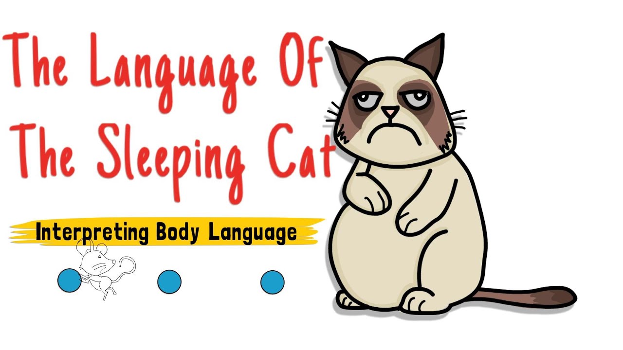 THE LANGUAGE OF THE SLEEPING CAT 9 (Interpreting Feline Body Language ...