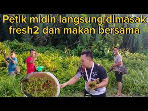 Petik midin@(kemiding)//langsung dimasak segar dan makan bersama ...