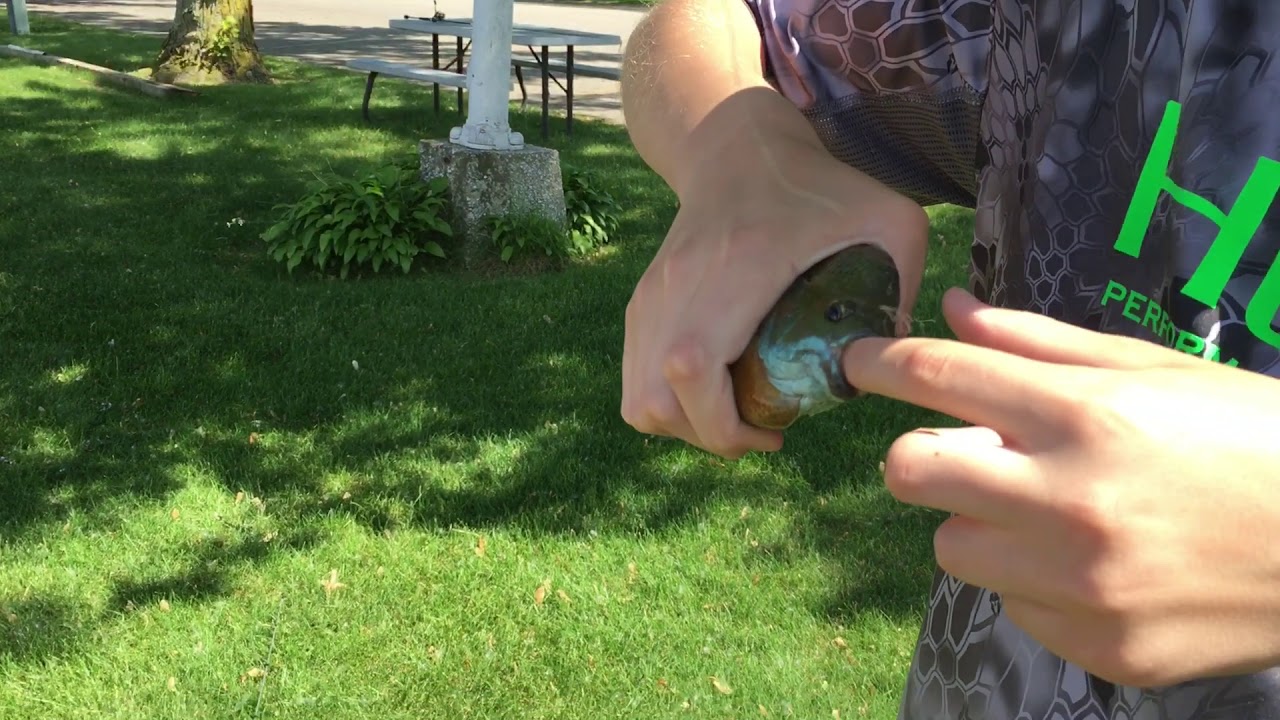 HUGE BLUEGILL STABBED MY HAND!!! (Painful) - YouTube