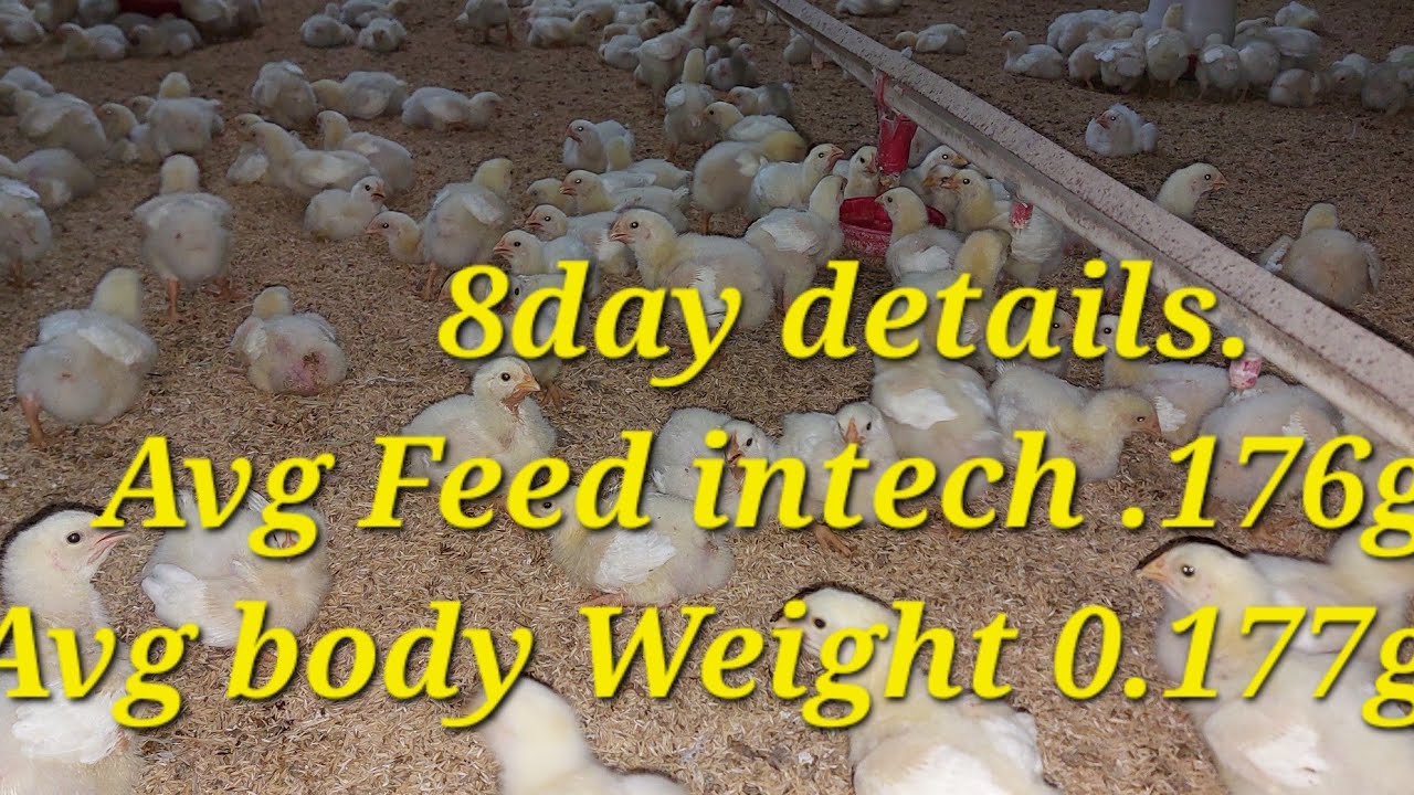 8days Avg Feed intech .176gr Avg body Weight 0.177gr #JabbarPoultryFarm ...