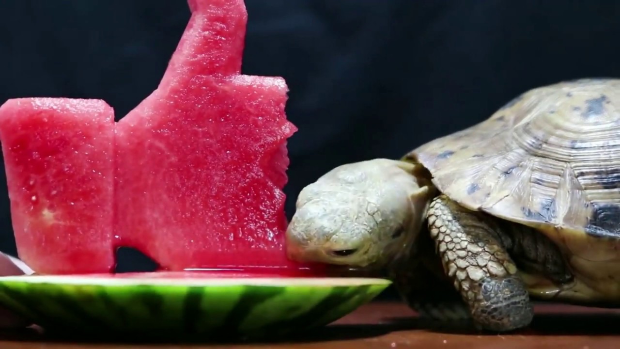 CUTE TORTOISE EATING LIKE BUTTON - CUTE ANIMAL ASMR EATING SOUNDS - YouTube