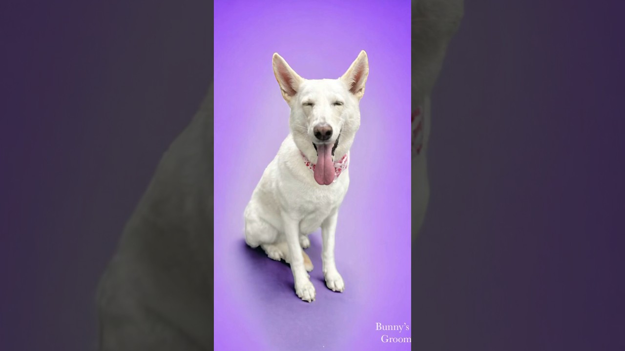 Spa Day for this Beautiful German Shepherd! #spaday #follow #likes # ...