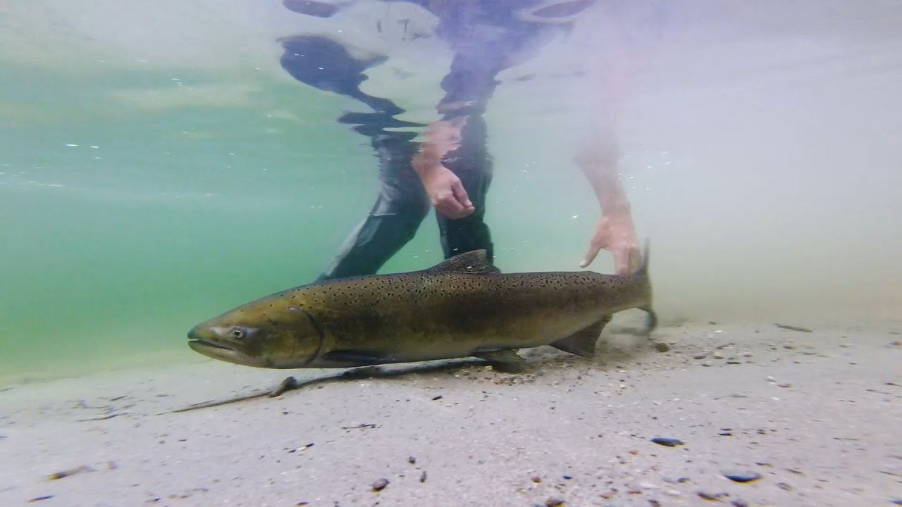 Salmon in the Little Spokane, Aug. 2021 - YouTube