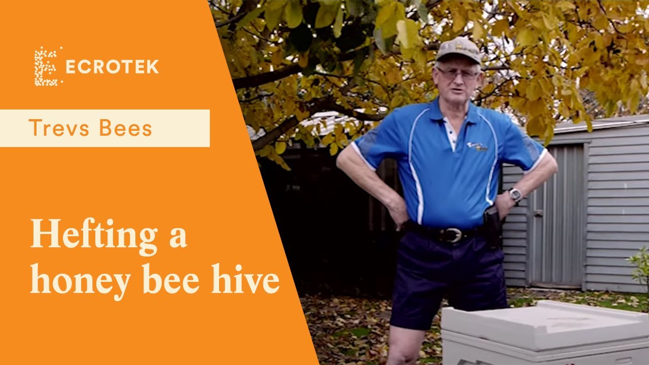 Trevs Bees - Hefting a honey bee hive to check for winter stores - YouTube