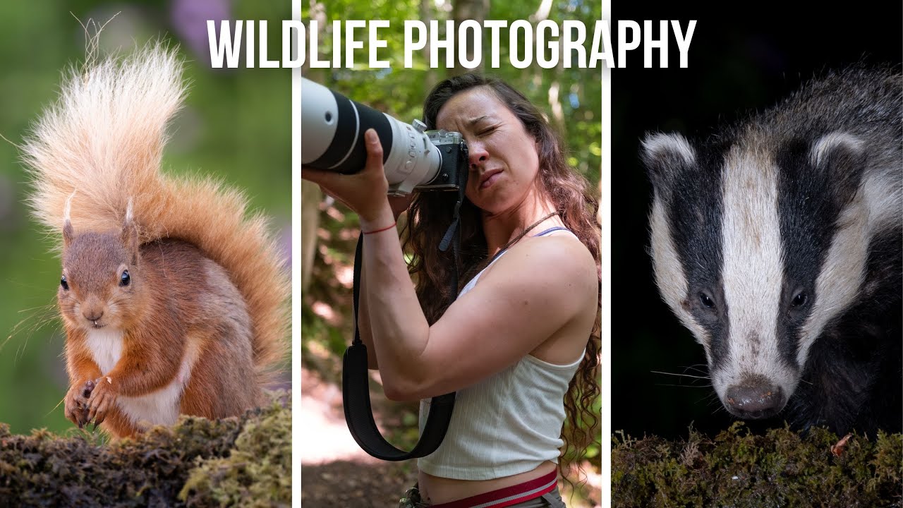Badger & Red Squirrel Photography | Fujifilm X-T5 & 150-600mm ...