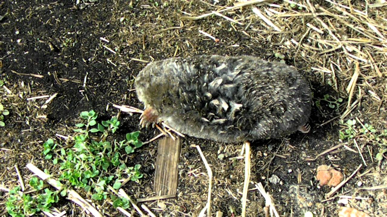 Giant Mole killed by Daschund (Weenie Dog) - YouTube