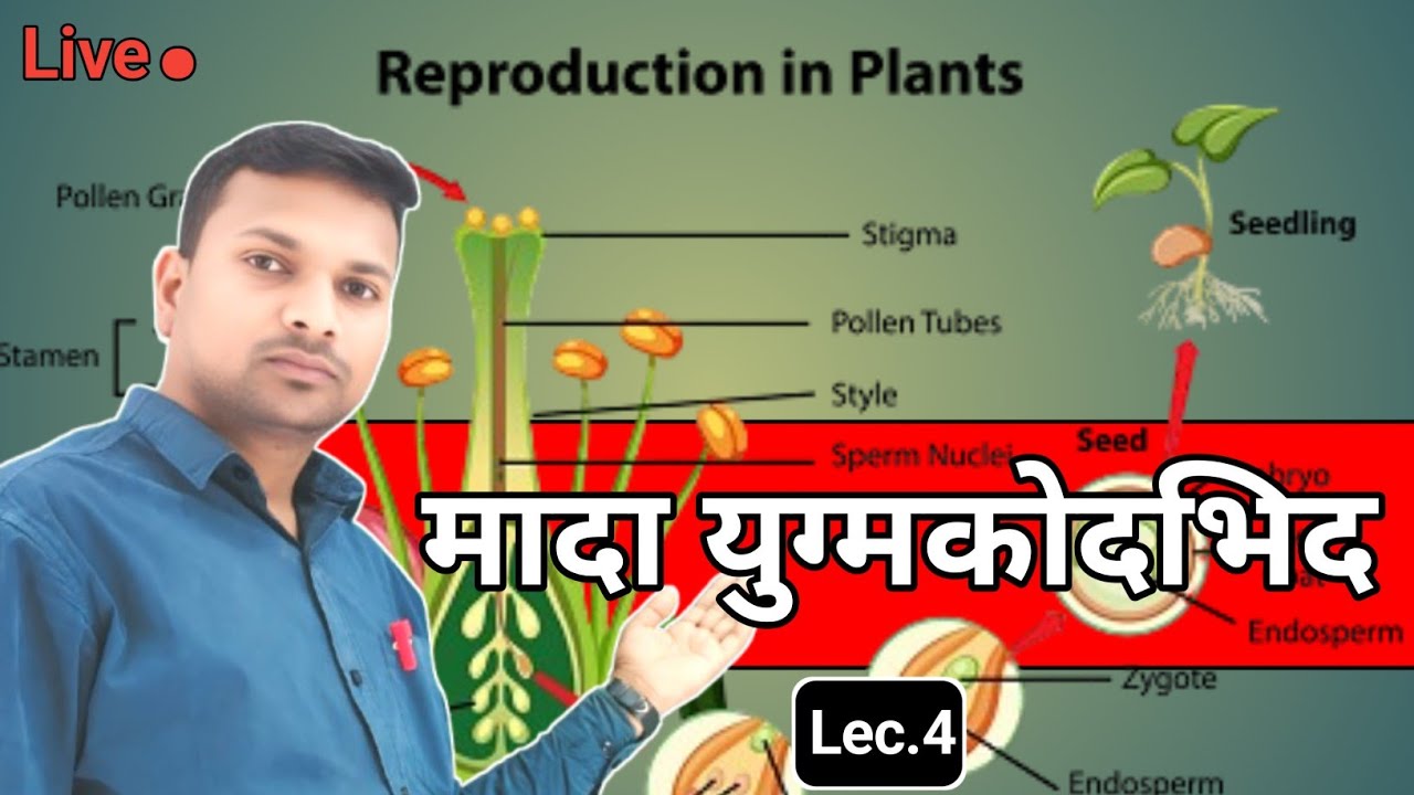 Sexual reproduction of Angiosperm Plant | Gynoecium | Pistil | Female ...