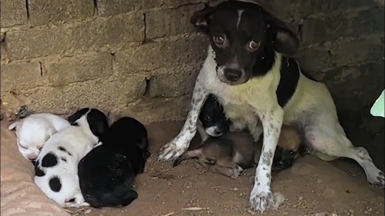 The stray dog is guarding her pups in the abandoned house/ I want to ...