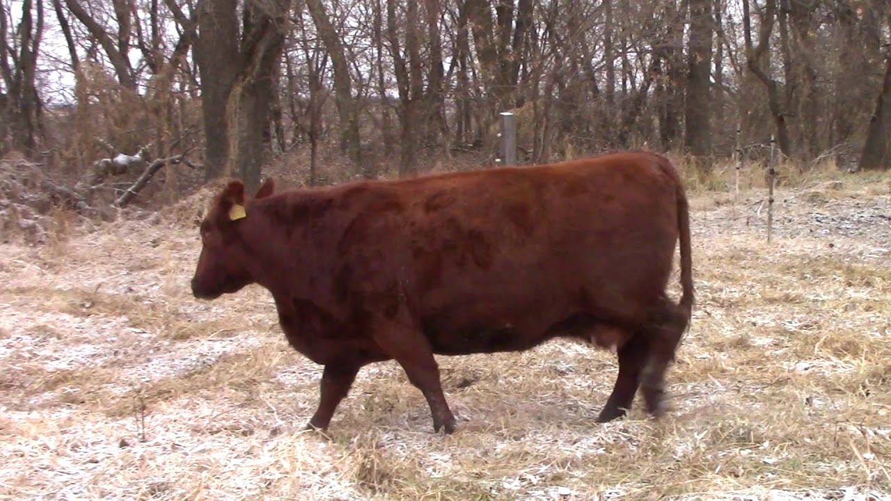 WL&C Cow Video - YouTube