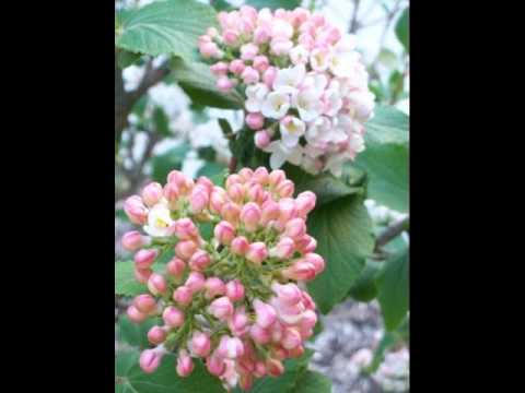 I Saw My Savior Crying in the Garden--The Holcomb Sisters - YouTube