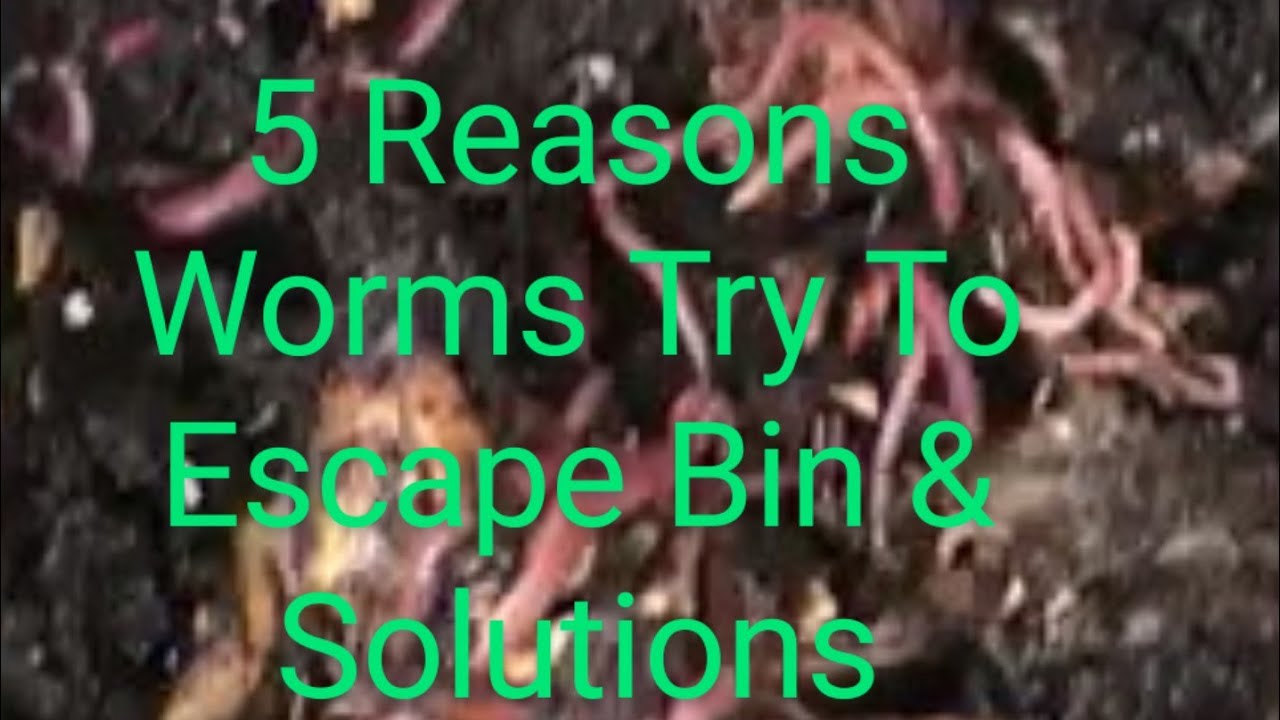 5 Reasons Your Worms Are Escaping The Wormbin & Solutions - YouTube