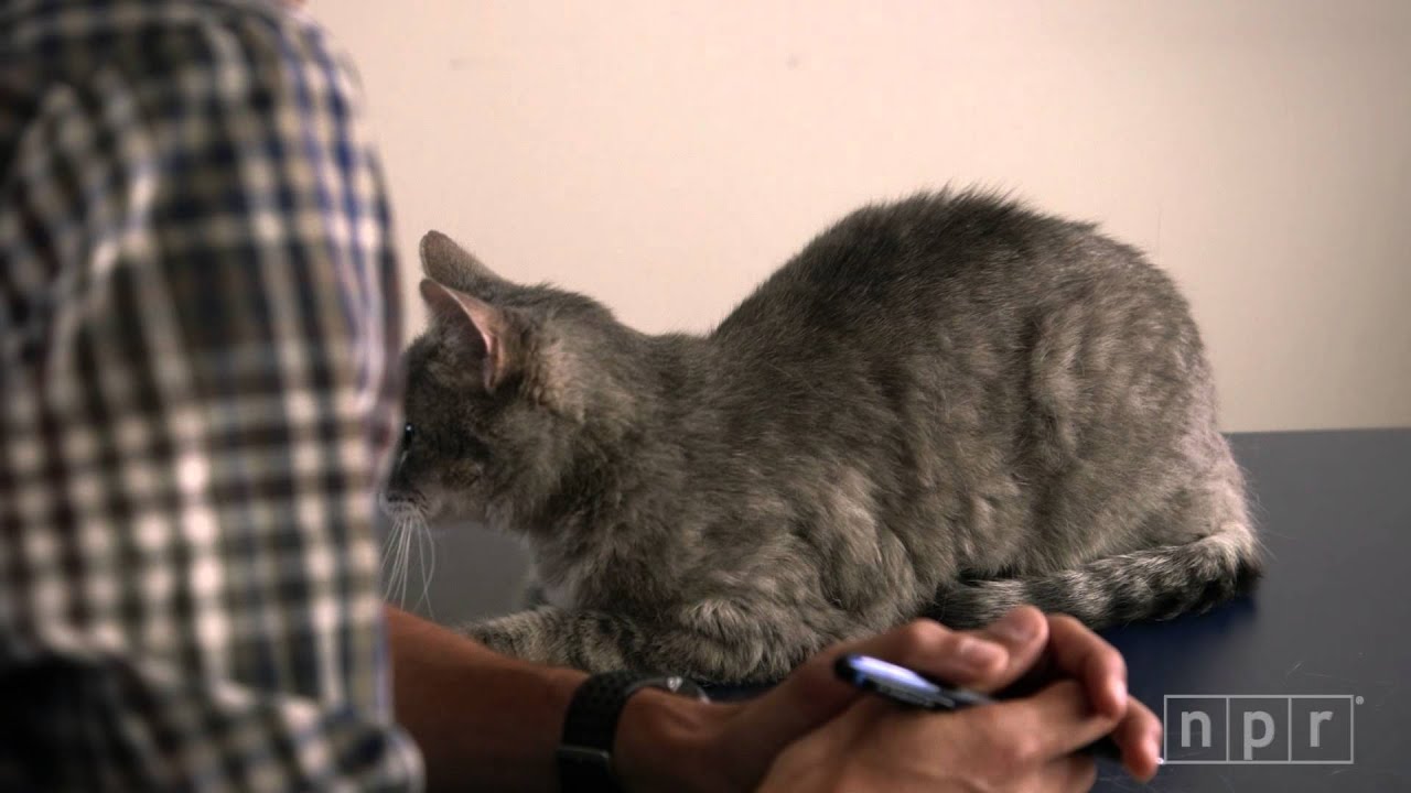 One Cat Typing - YouTube