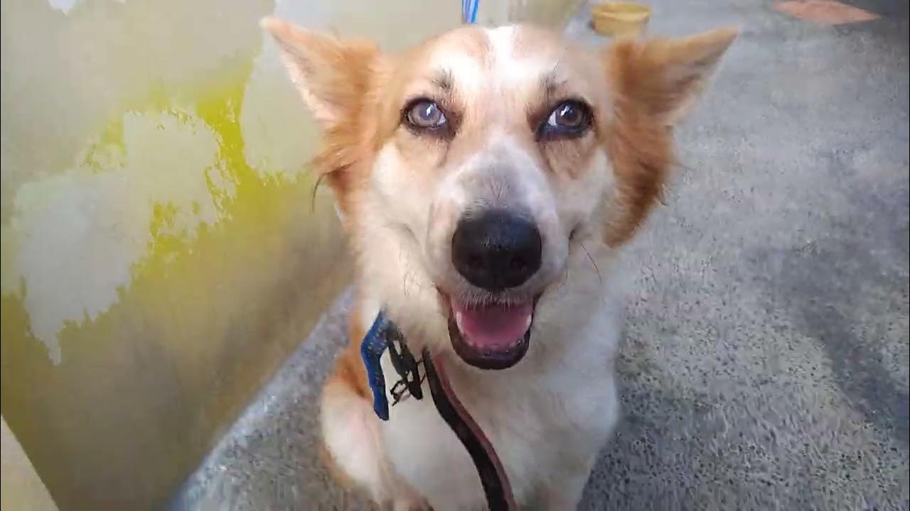 Meet Coco, A Brown (Gold) White Aspin. - YouTube