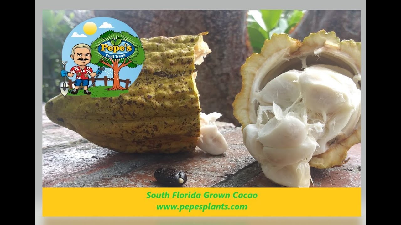 Growing Chocolate Trees in Florida - Grafted Cacao Cocktail Tree Part ...