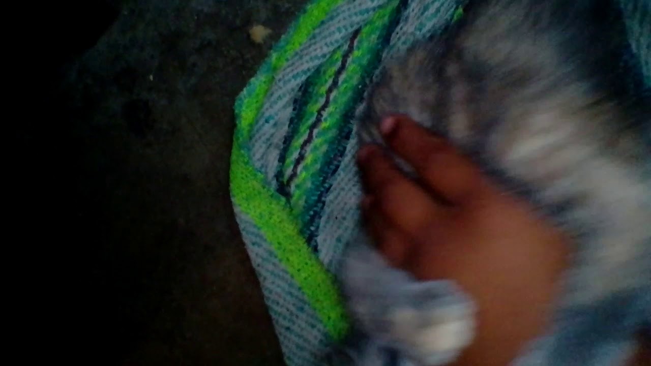 Mi nuevo gato con croc - YouTube