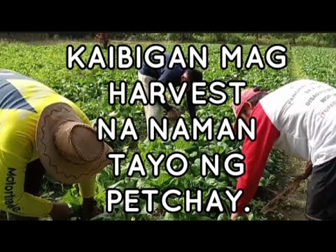HARVEST NG PETCHAY - YouTube