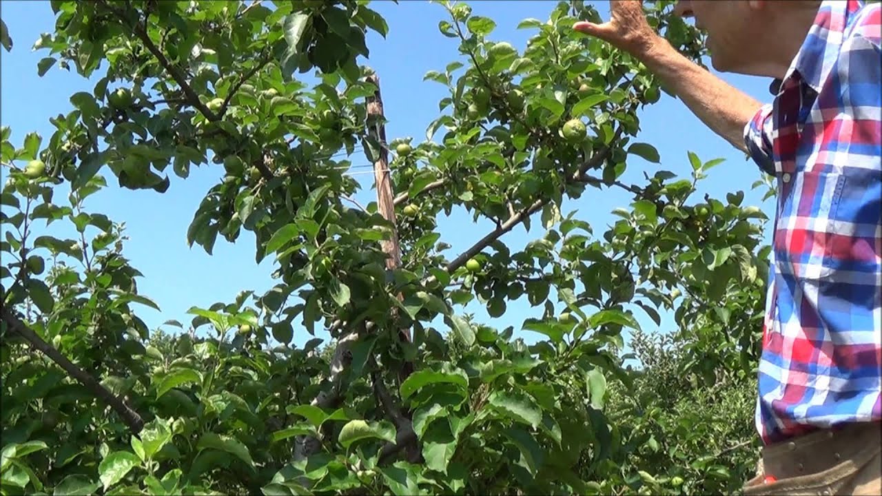 The delayed open centre tree shape - YouTube